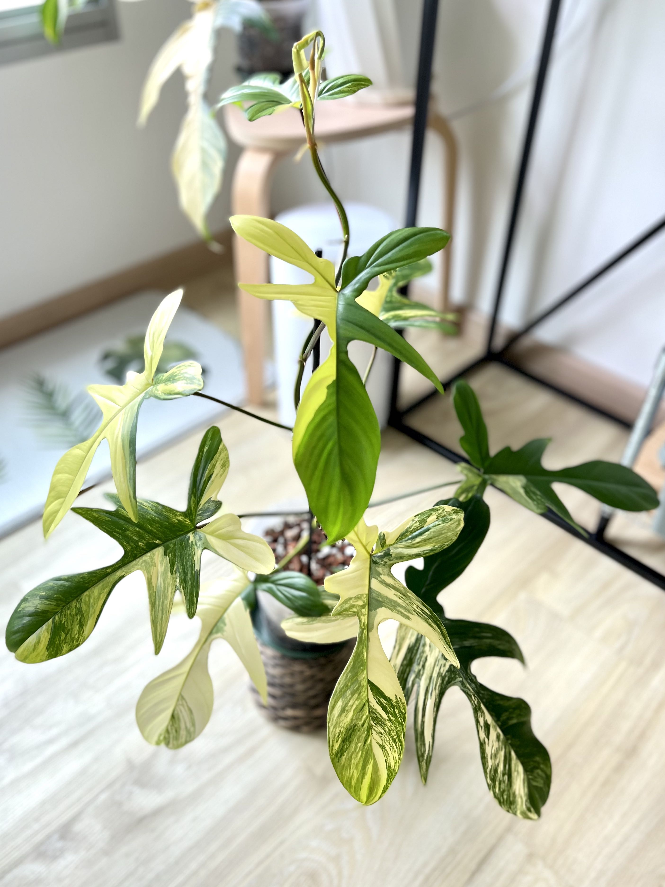 Florida beauty variegated, Furniture & Home Living, Gardening, Plants ...