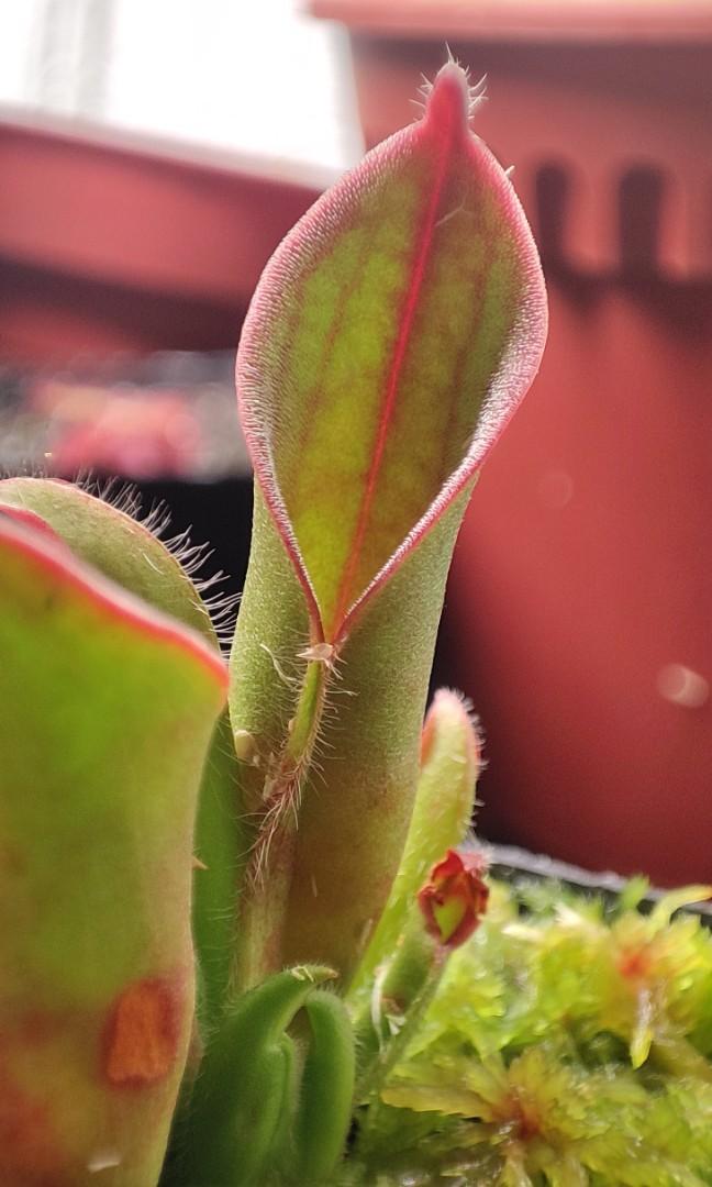 Heliamphora ciliata (Sun pitcher plants, 5.5cm pot), Furniture & Home ...