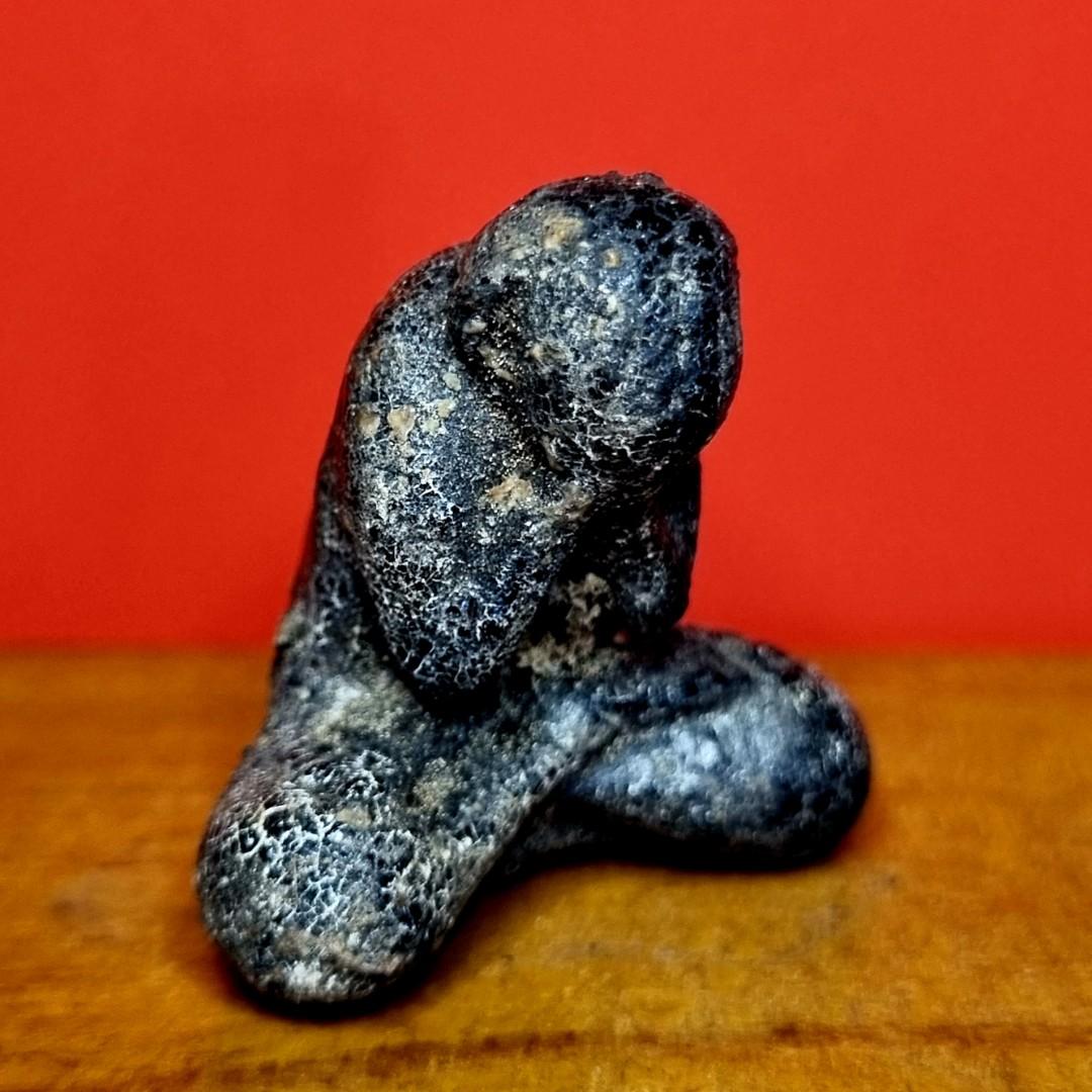 Tok Raja Snake Skin Pidta 2480, Hobbies & Toys, Memorabilia ...