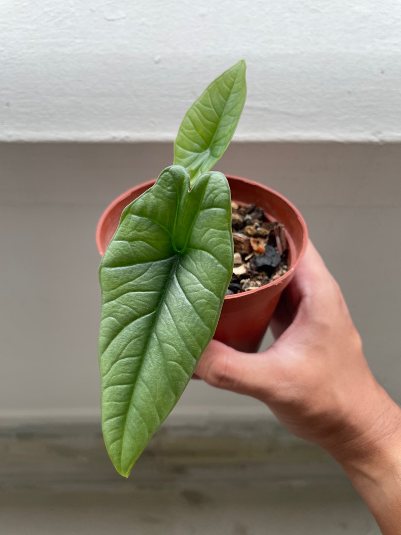 Alocasia Bisma Plant, Furniture & Home Living, Gardening, Plants ...