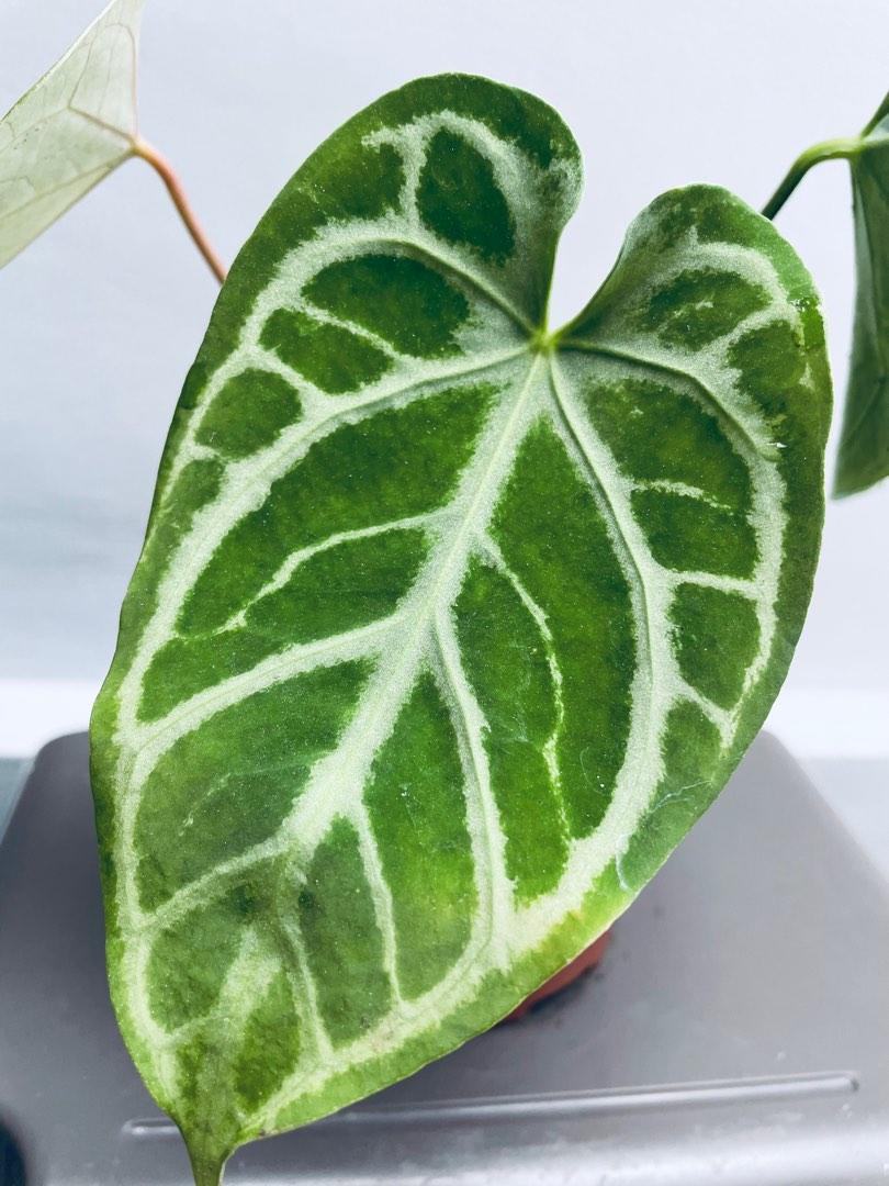 Anthurium Crystal Hope, Furniture & Home Living, Gardening, Plants ...