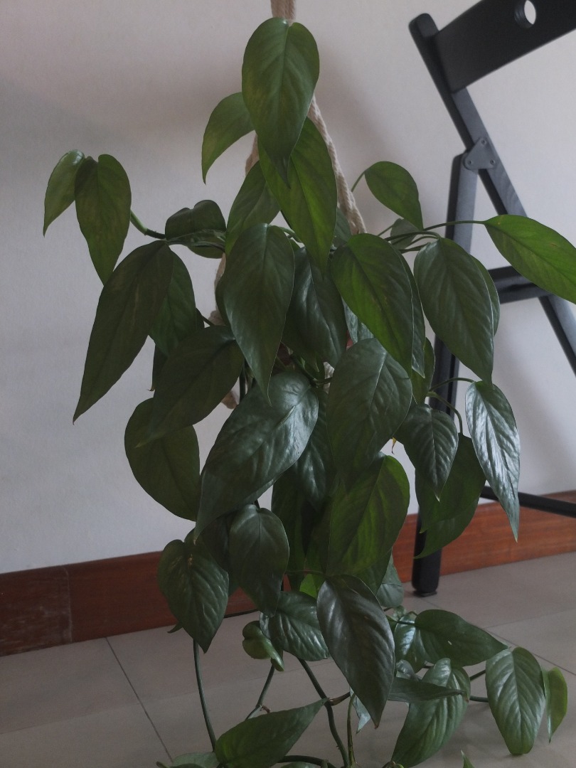 Cebu Blue Pothos Epipremnum Pinnatum Single Node Cuttings, Furniture ...