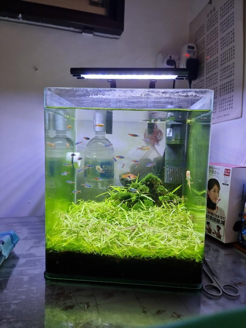 Curved Corner Fish Tank (30cm x 30cm x 35cm), Pet Supplies, Homes ...