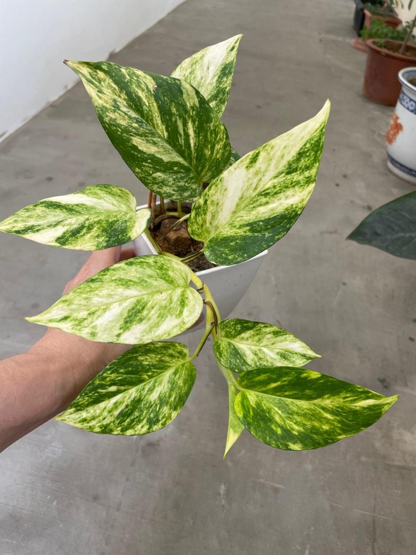 Epipremnum Marble Queen, Furniture & Home Living, Gardening, Plants ...