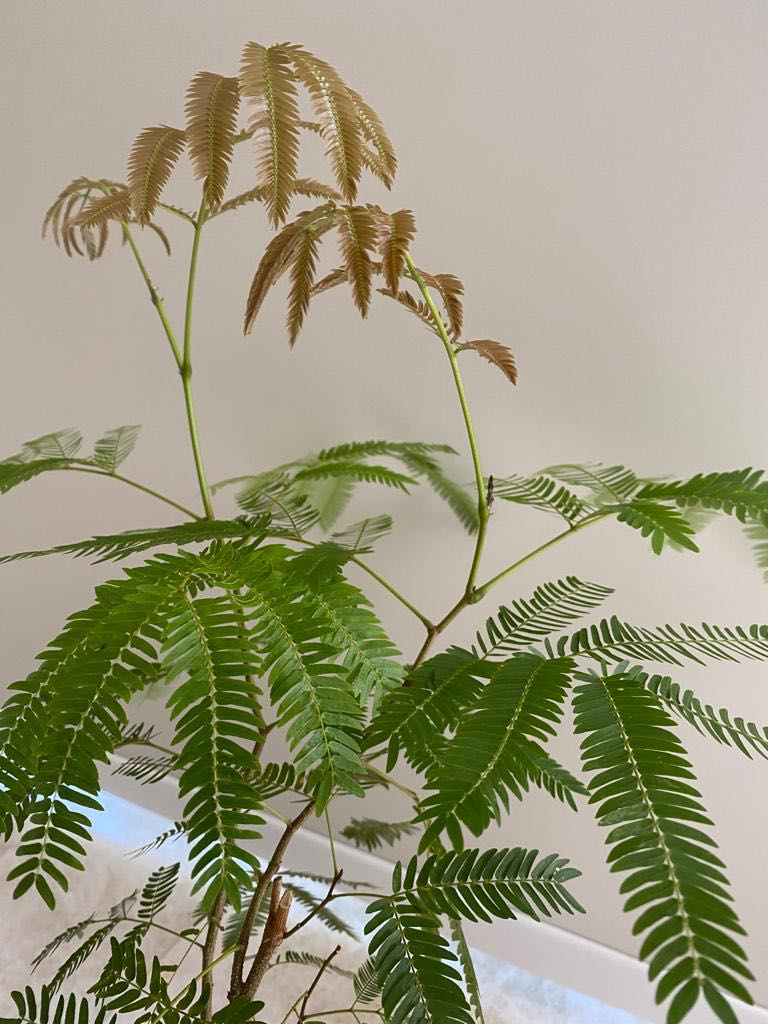 everfresh tree, Furniture & Home Living, Gardening, Plants & Seeds on ...