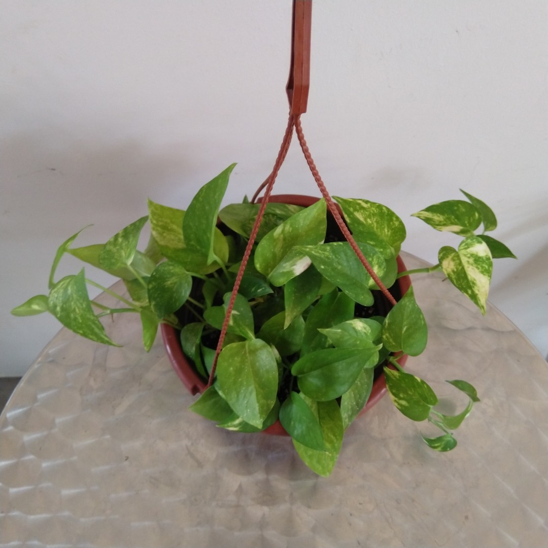 Large pot of Golden Pothos / Money Plant / Epipremnum Aureum, Furniture ...