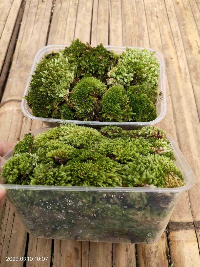 Living Moss Plate 2 pax (65001), Furniture & Home Living, Gardening ...