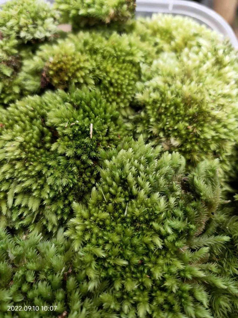 Living Moss Plate 2 pax (65001), Furniture & Home Living, Gardening ...