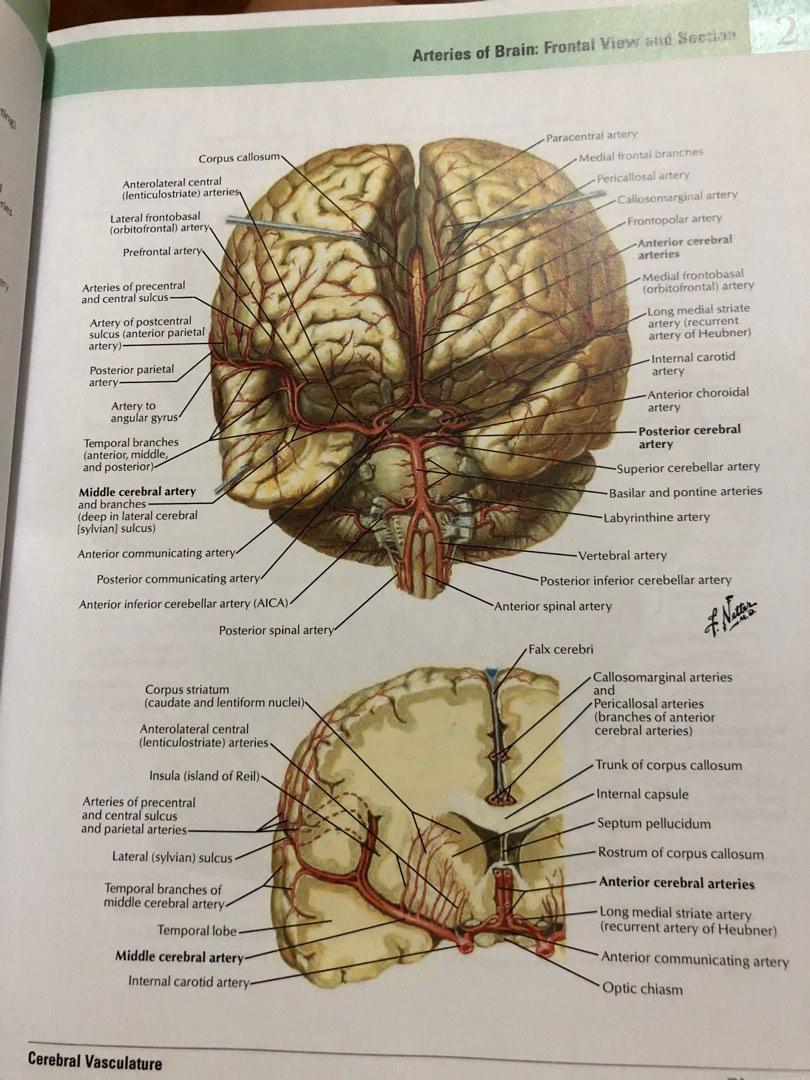 Netter’s Atlas of Human Anatomy (7th edition), Hobbies & Toys, Books ...