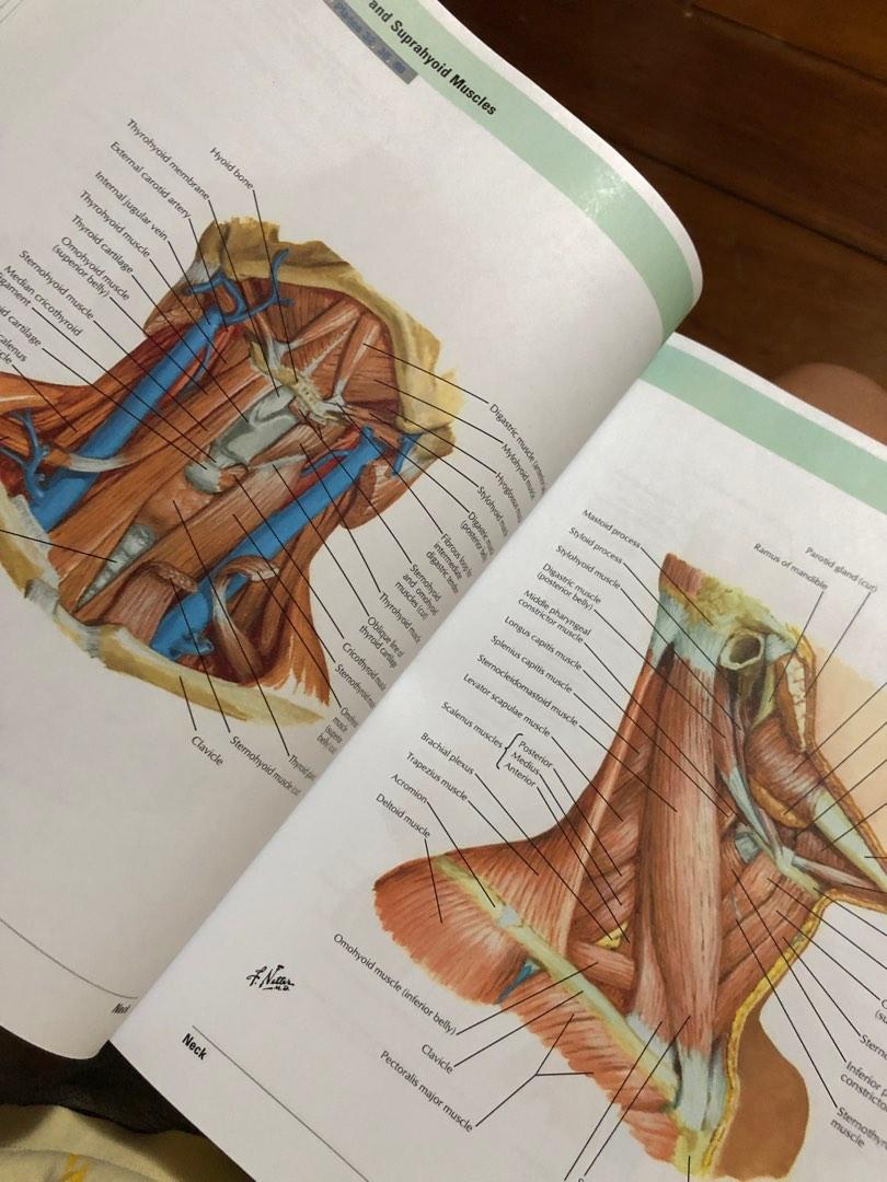 Netter’s Atlas of Human Anatomy (7th edition), Hobbies & Toys, Books ...