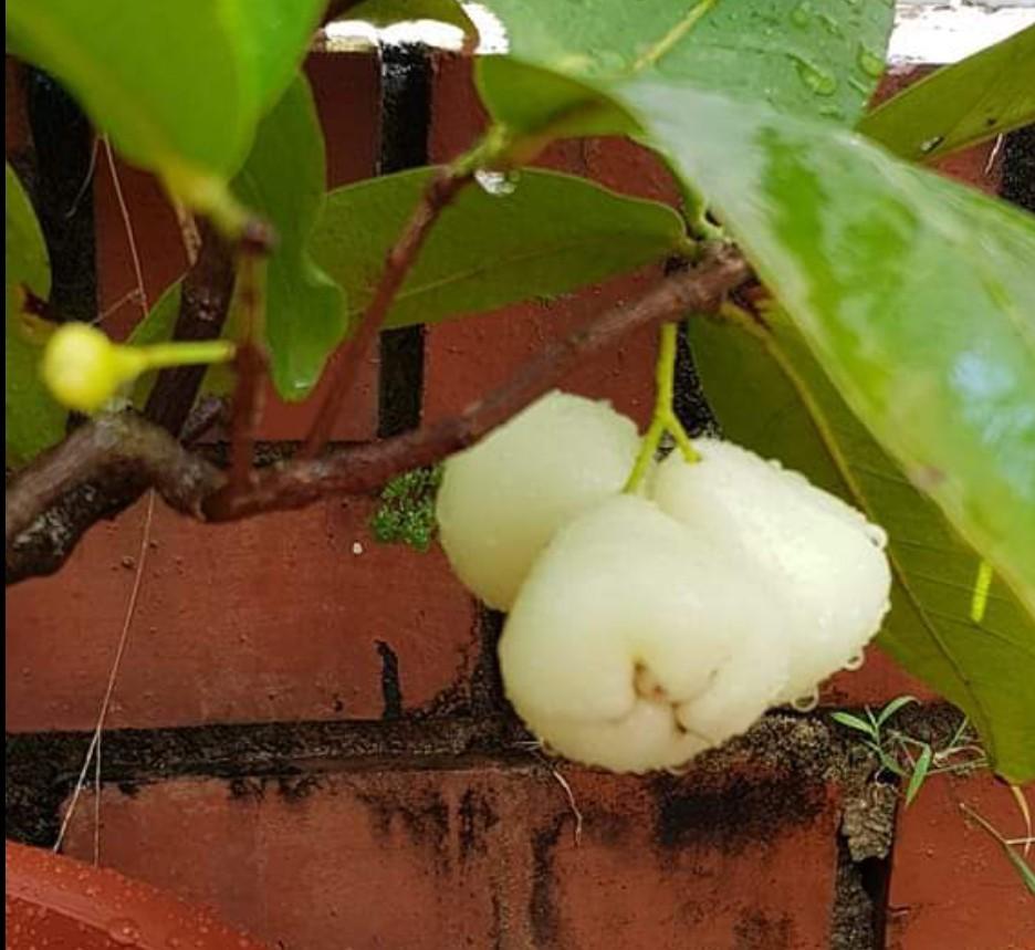 Rare White/Green Jambu Plantlet, Furniture & Home Living, Gardening ...