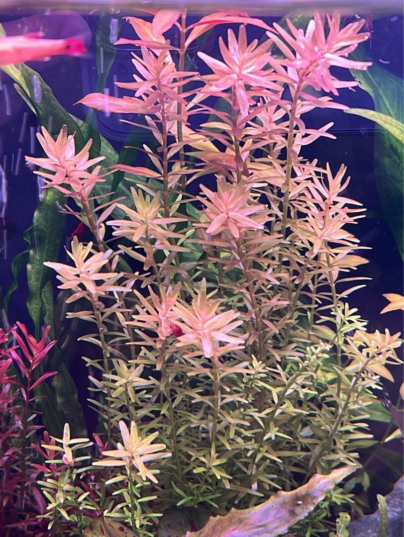 Rotala Rotundifolia | Stem | Aquatic Plants, Furniture & Home Living ...