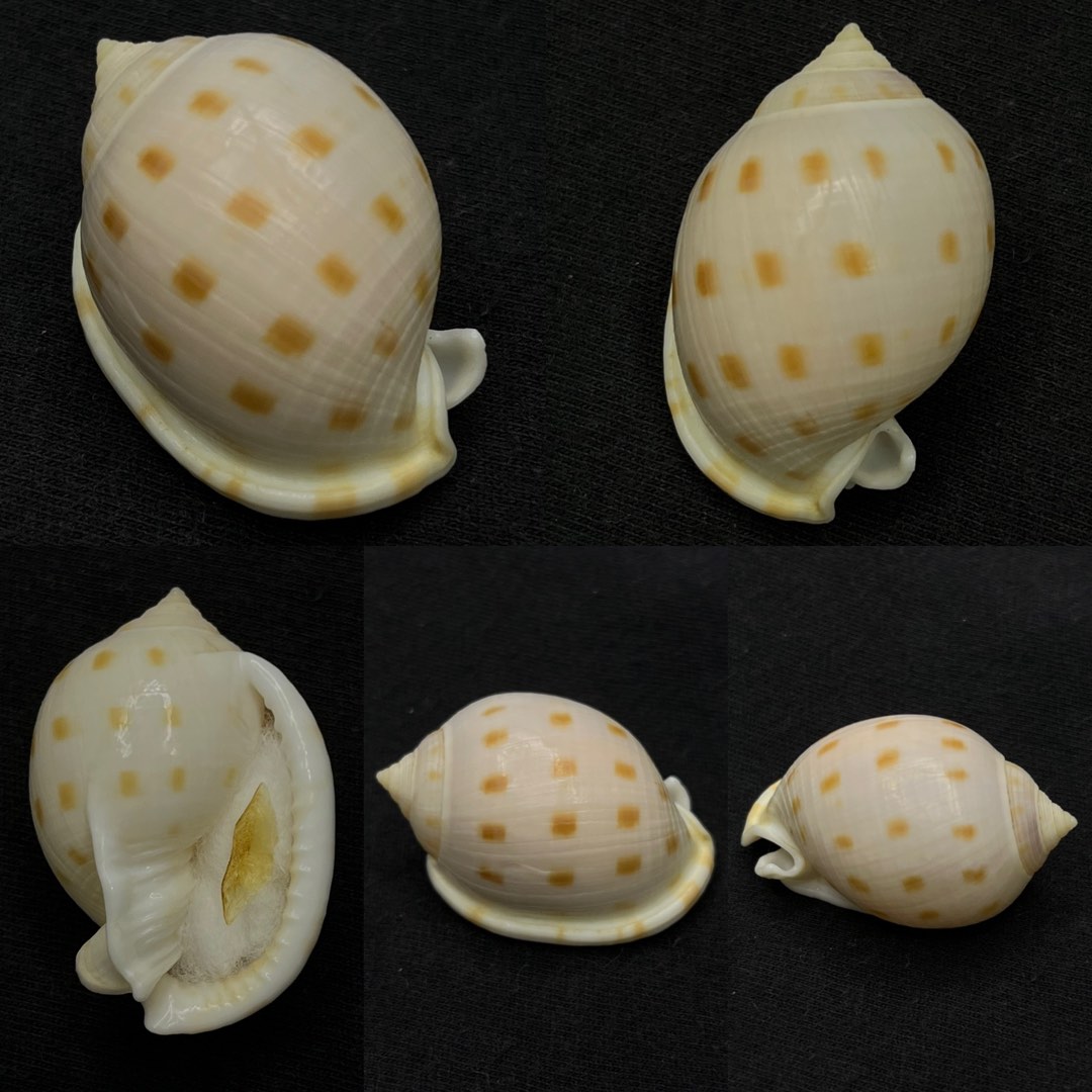 Seashell Japanese Bonnet Shell, Hobbies & Toys, Memorabilia ...