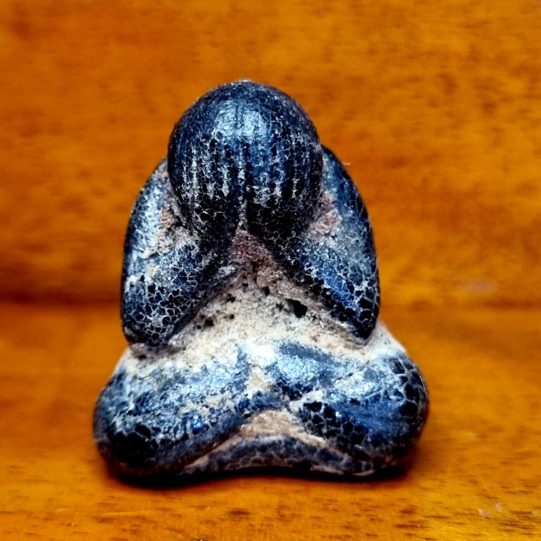 Tok Raja Snake Skin Pidta 2480, Hobbies & Toys, Memorabilia ...