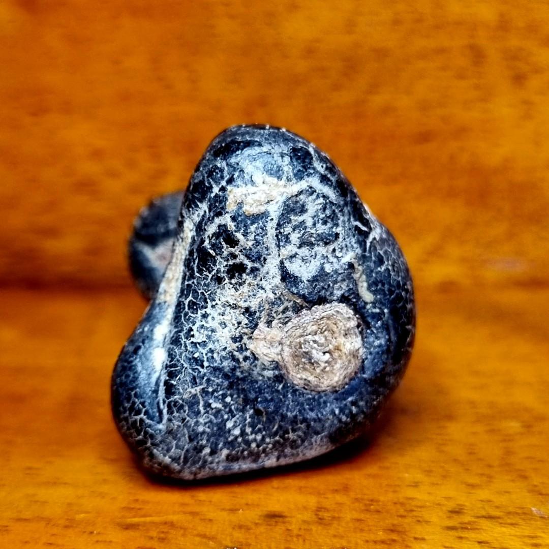 Tok Raja Snake Skin Pidta 2480, Hobbies & Toys, Memorabilia ...