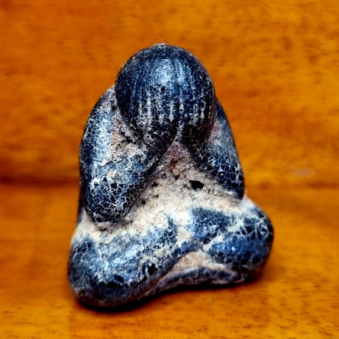 Tok Raja Snake Skin Pidta 2480, Hobbies & Toys, Memorabilia ...