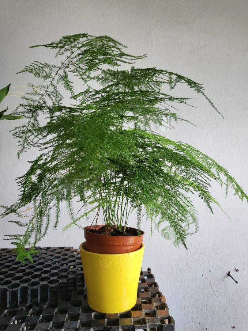 Asparagus Fern Bonsai Lotus, Furniture & Home Living, Gardening, Plants ...
