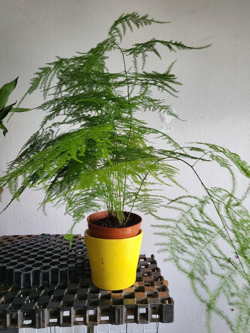 Asparagus Fern Bonsai Lotus, Furniture & Home Living, Gardening, Plants ...