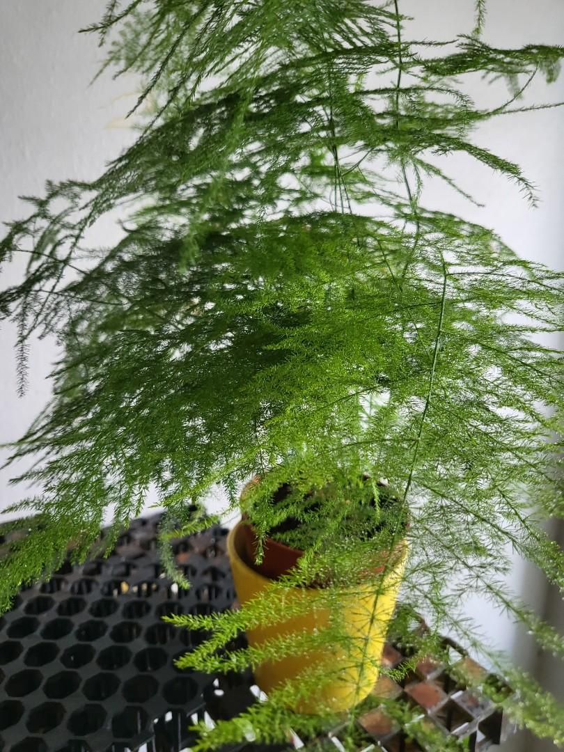 Asparagus Fern Bonsai Lotus, Furniture & Home Living, Gardening, Plants ...
