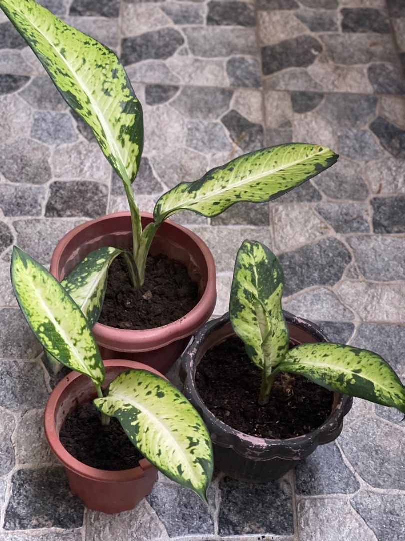 Bombastic, Furniture & Home Living, Gardening, Plants & Seeds on Carousell