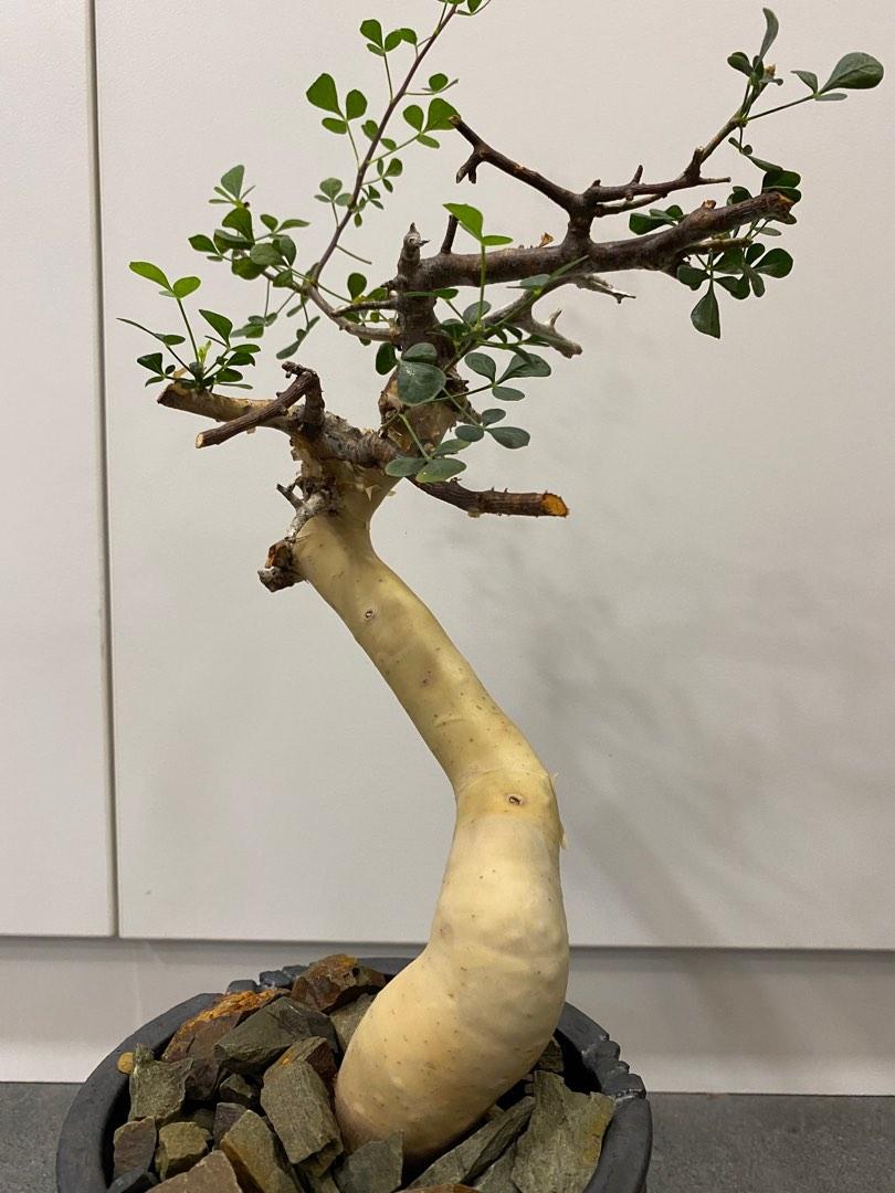 Commiphora Kataf, Furniture & Home Living, Gardening, Plants & Seeds on ...