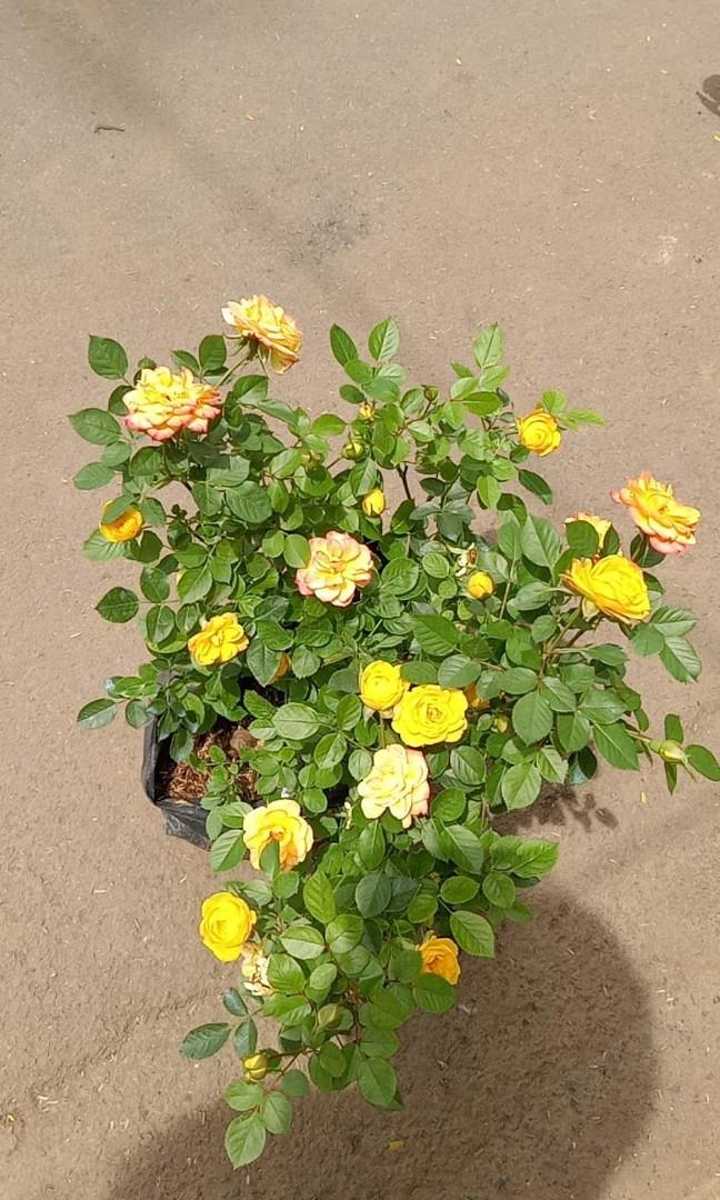 Pitimini Rose, Furniture & Home Living, Gardening, Plants & Seeds on ...