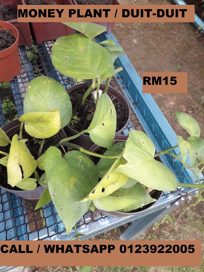 POKOK DUIT-DUIT (MONEY PLANT), Furniture & Home Living, Gardening ...