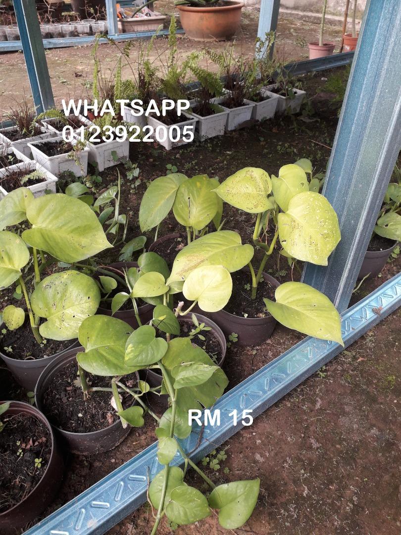 POKOK DUIT-DUIT (MONEY PLANT), Furniture & Home Living, Gardening ...