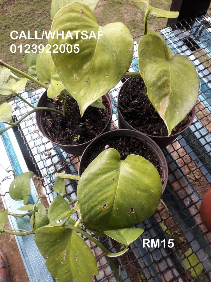 POKOK DUIT-DUIT (MONEY PLANT), Furniture & Home Living, Gardening ...