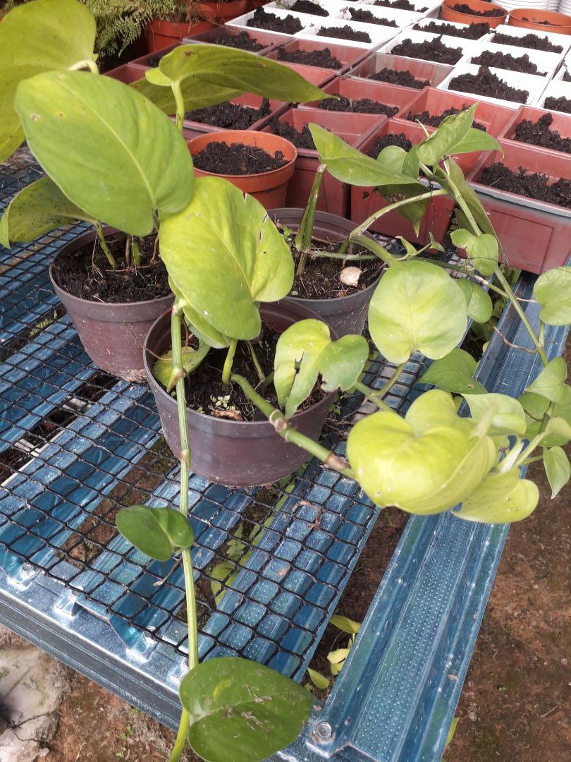 POKOK DUIT-DUIT (MONEY PLANT), Furniture & Home Living, Gardening ...