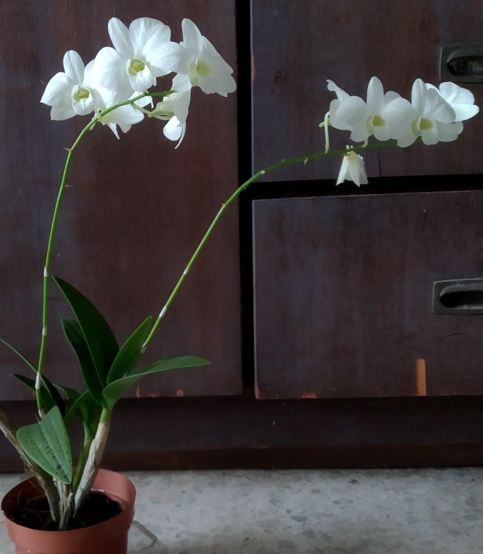 Pure white dendrobium orchid full bloom, Furniture & Home Living ...