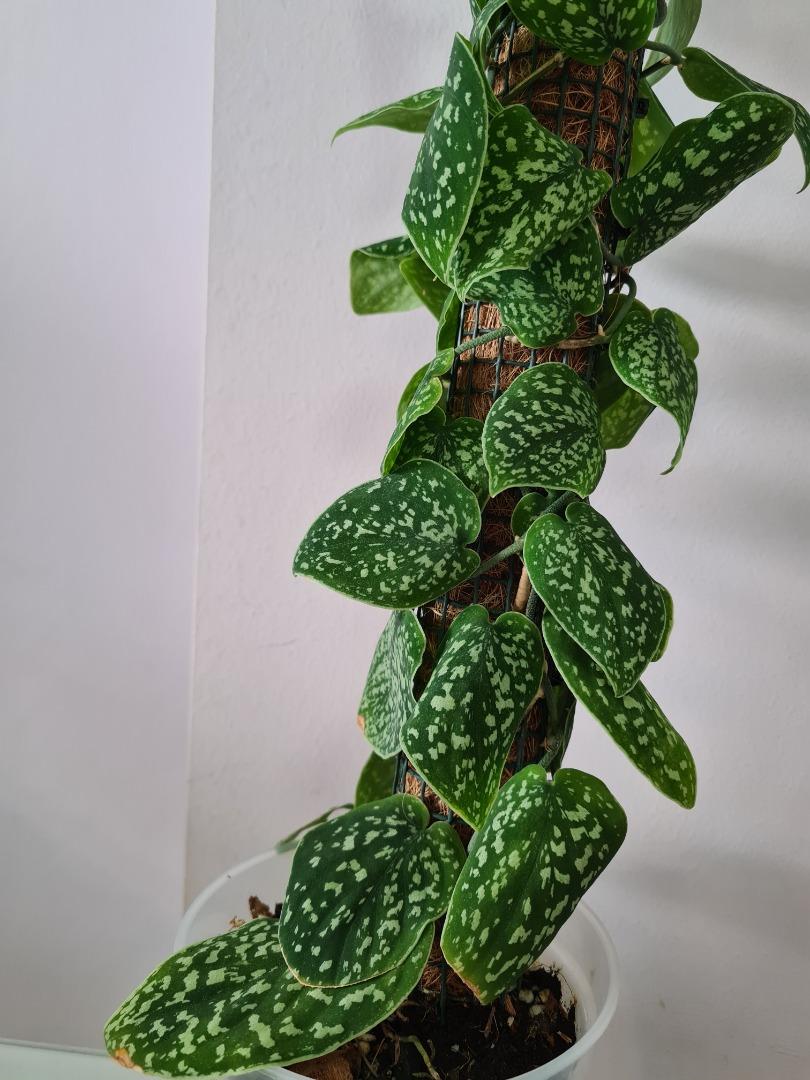 Scindapsus Snake Scale, Furniture & Home Living, Gardening, Plants ...