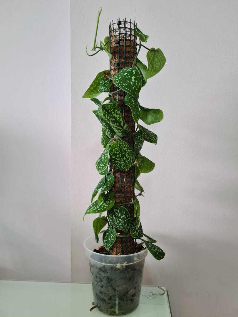 Scindapsus Snake Scale, Furniture & Home Living, Gardening, Plants ...