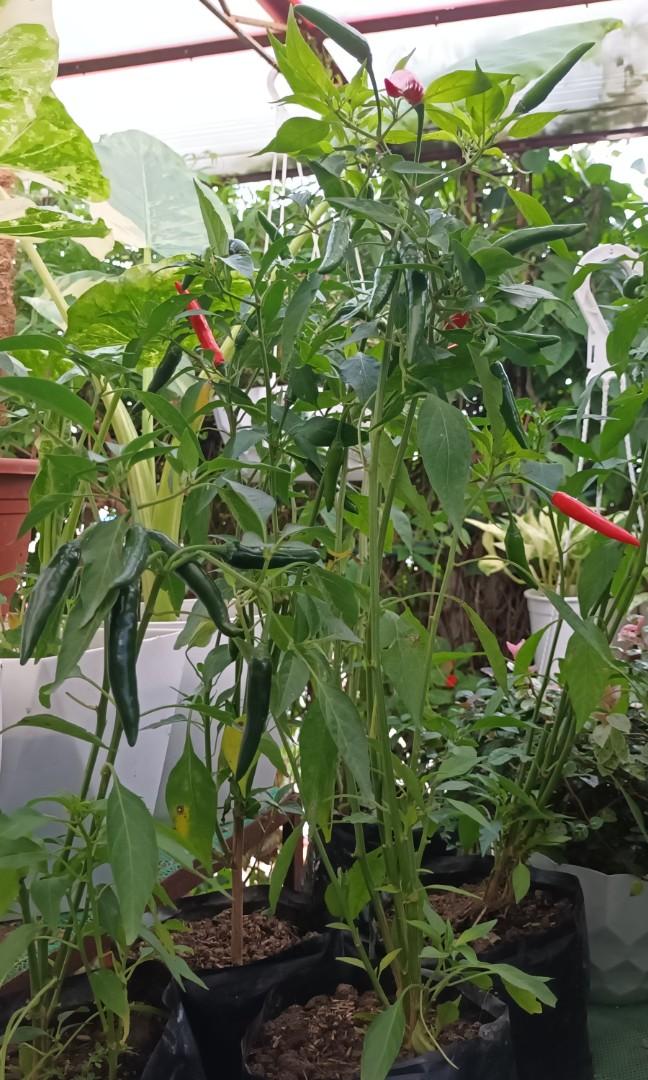 Siling Labuyo, Furniture & Home Living, Gardening, Plants & Seeds on ...