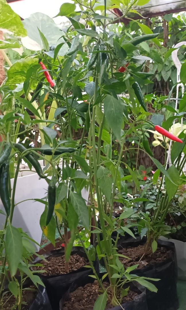 Siling Labuyo, Furniture & Home Living, Gardening, Plants & Seeds on ...