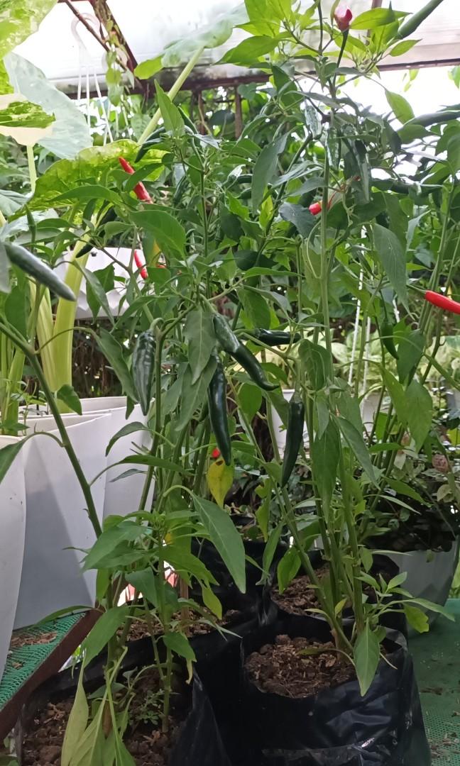 Siling Labuyo, Furniture & Home Living, Gardening, Plants & Seeds on ...