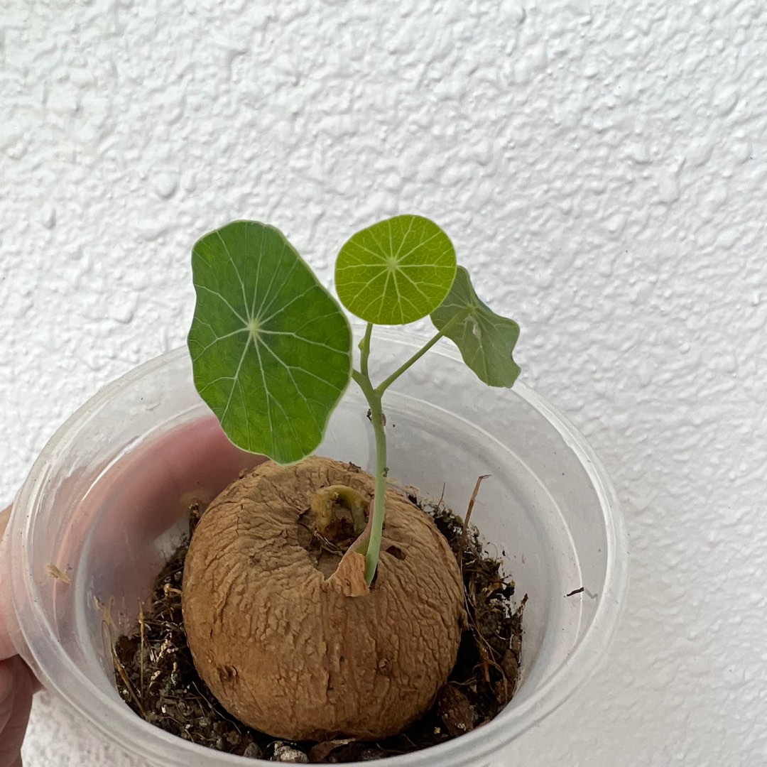 Stephania Erecta, Furniture & Home Living, Gardening, Plants & Seeds on ...