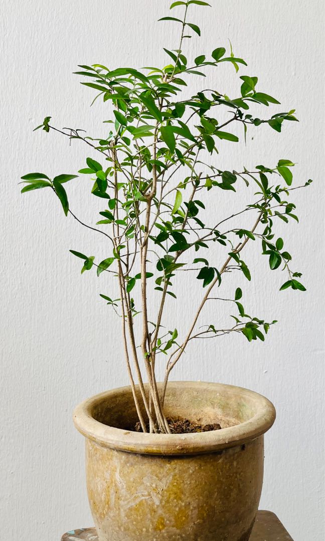 Water Jasmine - Wrightia Religiosa (2 ft / 60cm height) - Bonsai plant ...