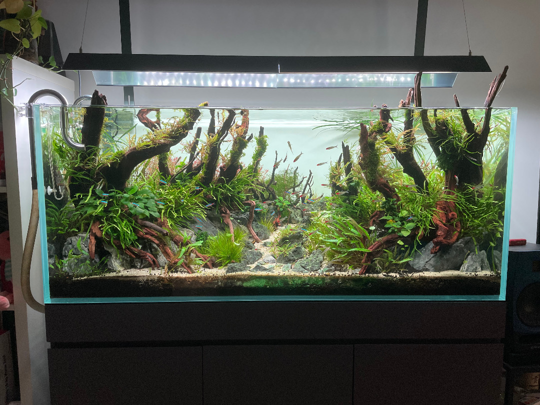 4ft Planted Aquarium ADA Style + Cabinet + Plants + Hardscape for Sale ...
