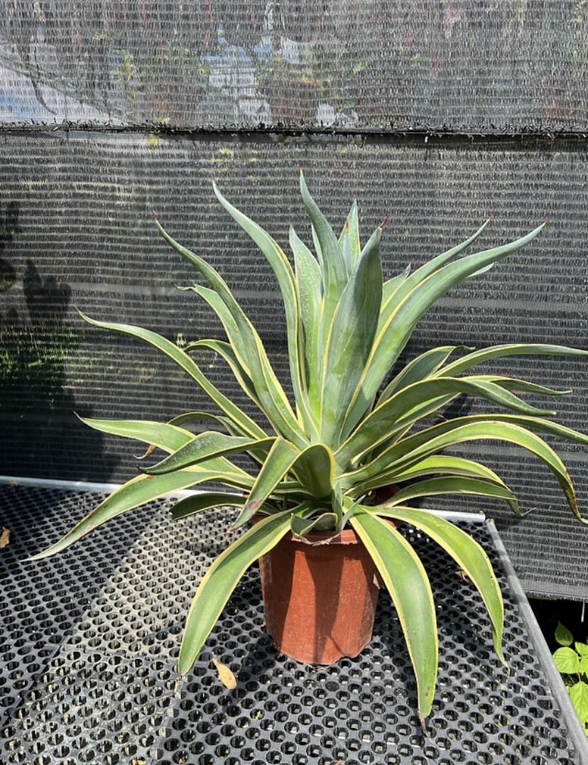 Agave Desmettiana (Variegated), Furniture & Home Living, Gardening ...