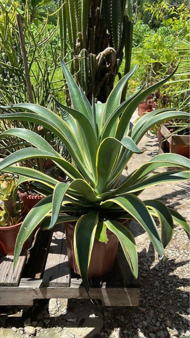 Agave Desmettiana (Variegated), Furniture & Home Living, Gardening ...