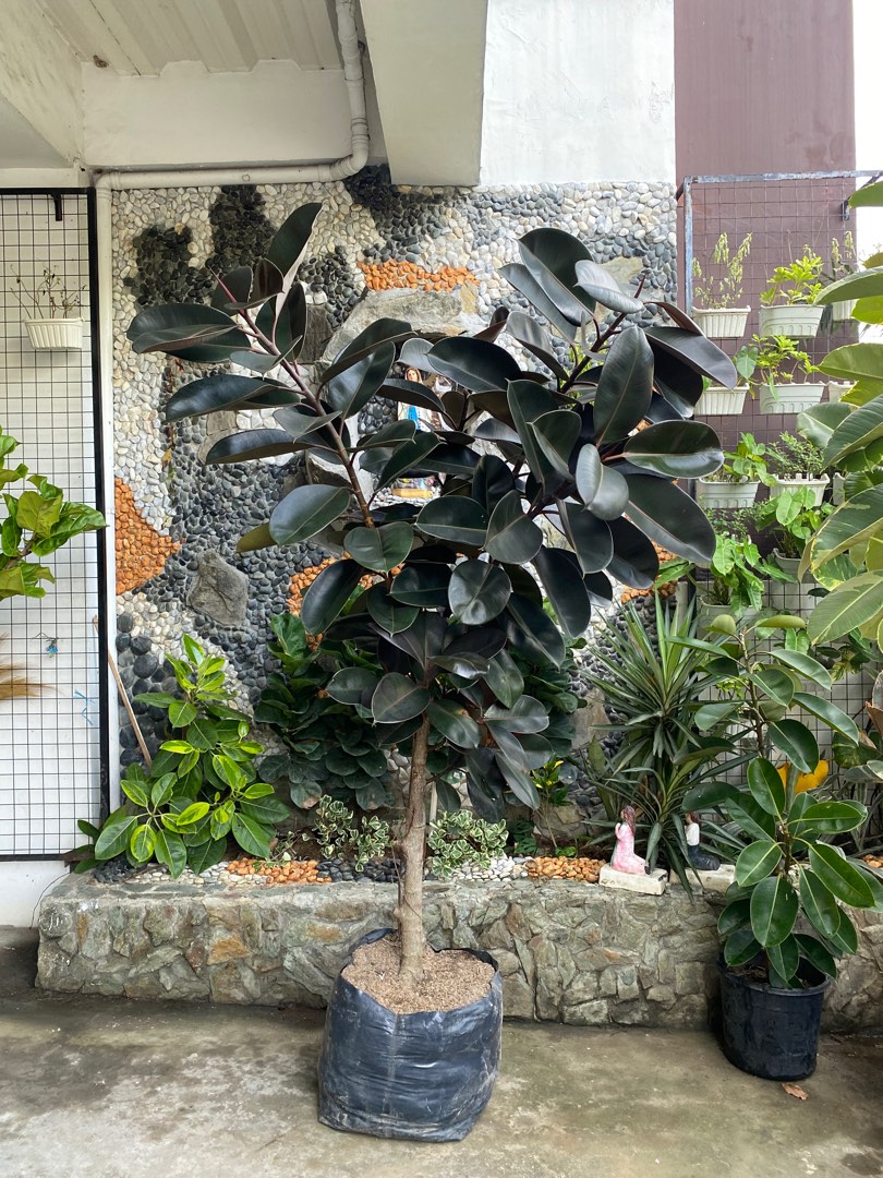 Black Prince Rubber Tree, Furniture & Home Living, Gardening, Plants ...