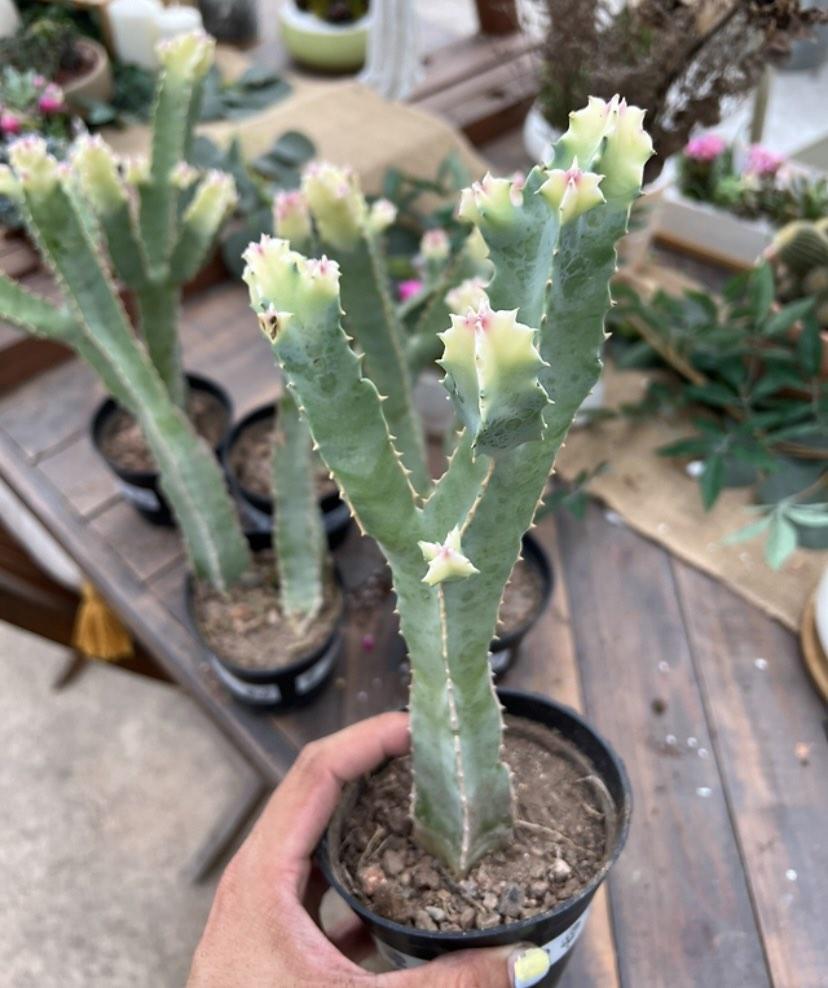 Caralluma Speciosa (Variegated), Furniture & Home Living, Gardening ...