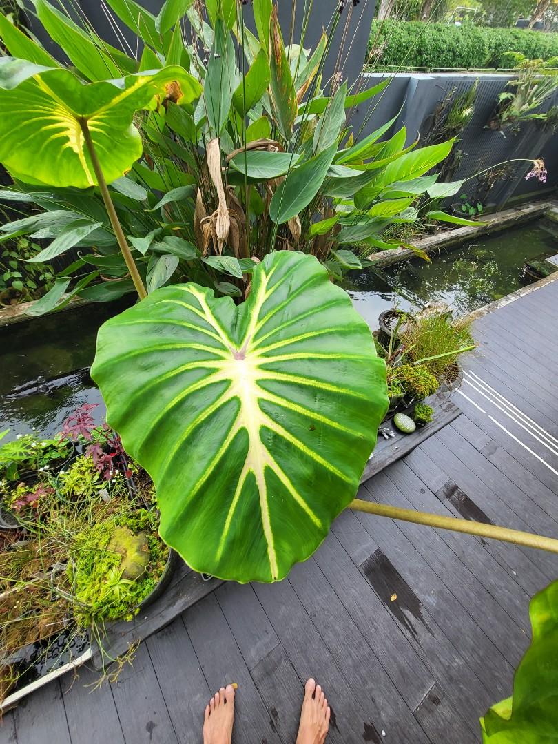 Colocasia White Lava, Furniture & Home Living, Gardening, Plants ...