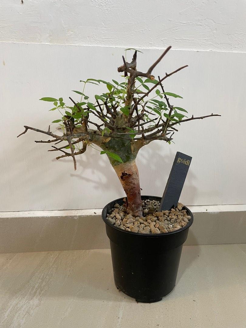 Commiphora africana, Furniture & Home Living, Gardening, Plants & Seeds ...