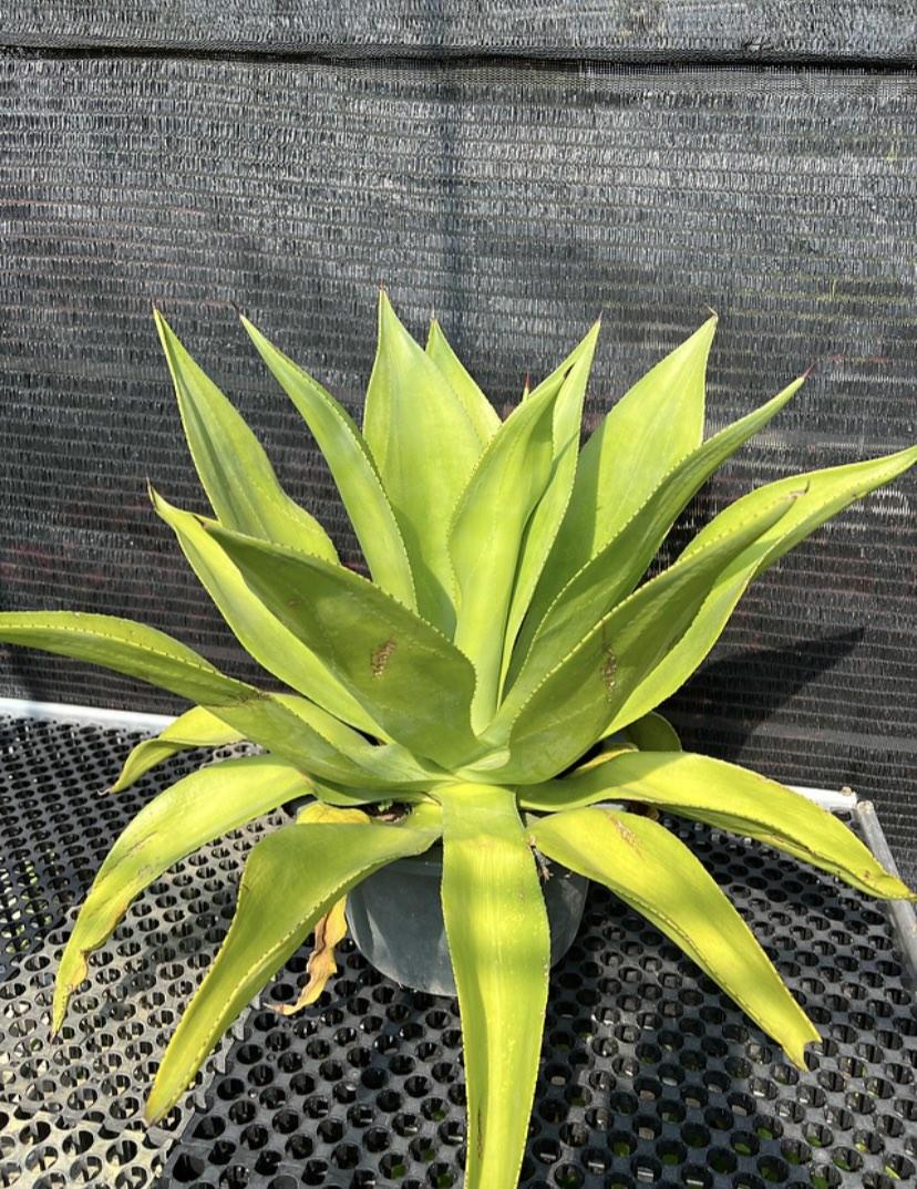 'Foxtail', Agave, Furniture & Home Living, Gardening, Plants & Seeds on ...