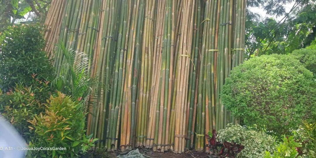 Kawayan pambakod, Furniture & Home Living, Gardening, Gardening Tools ...