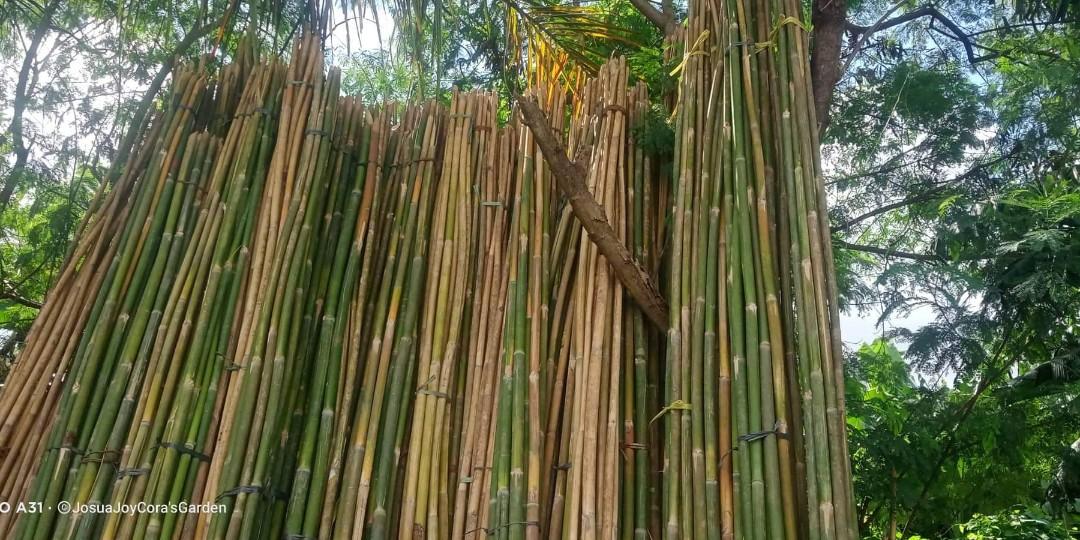 Kawayan pambakod, Furniture & Home Living, Gardening, Gardening Tools ...