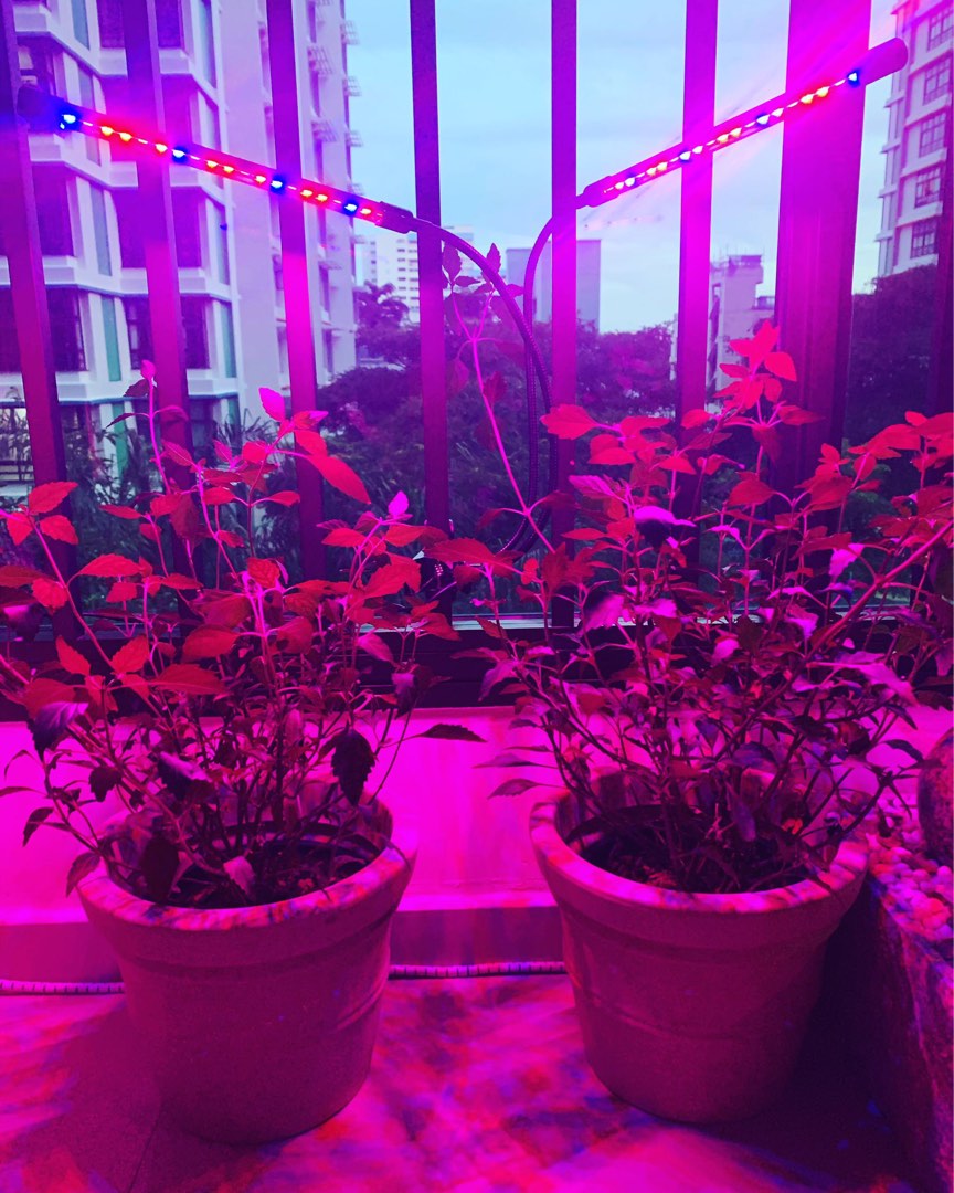 Auto timer Led red & blue lights for plant growth, Furniture & Home ...