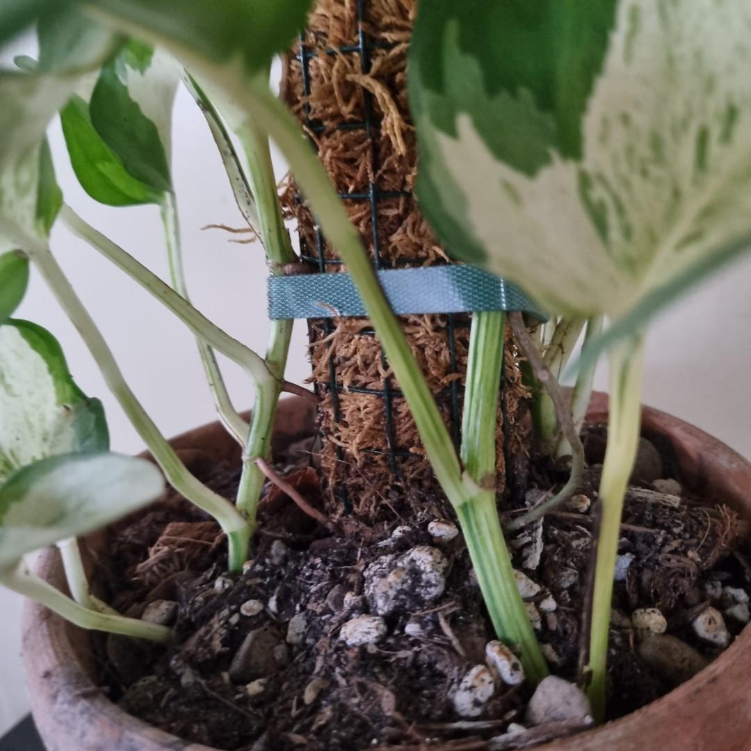 Trailing Manjula Pothos Pot B with Moss Pole, Furniture & Home Living ...